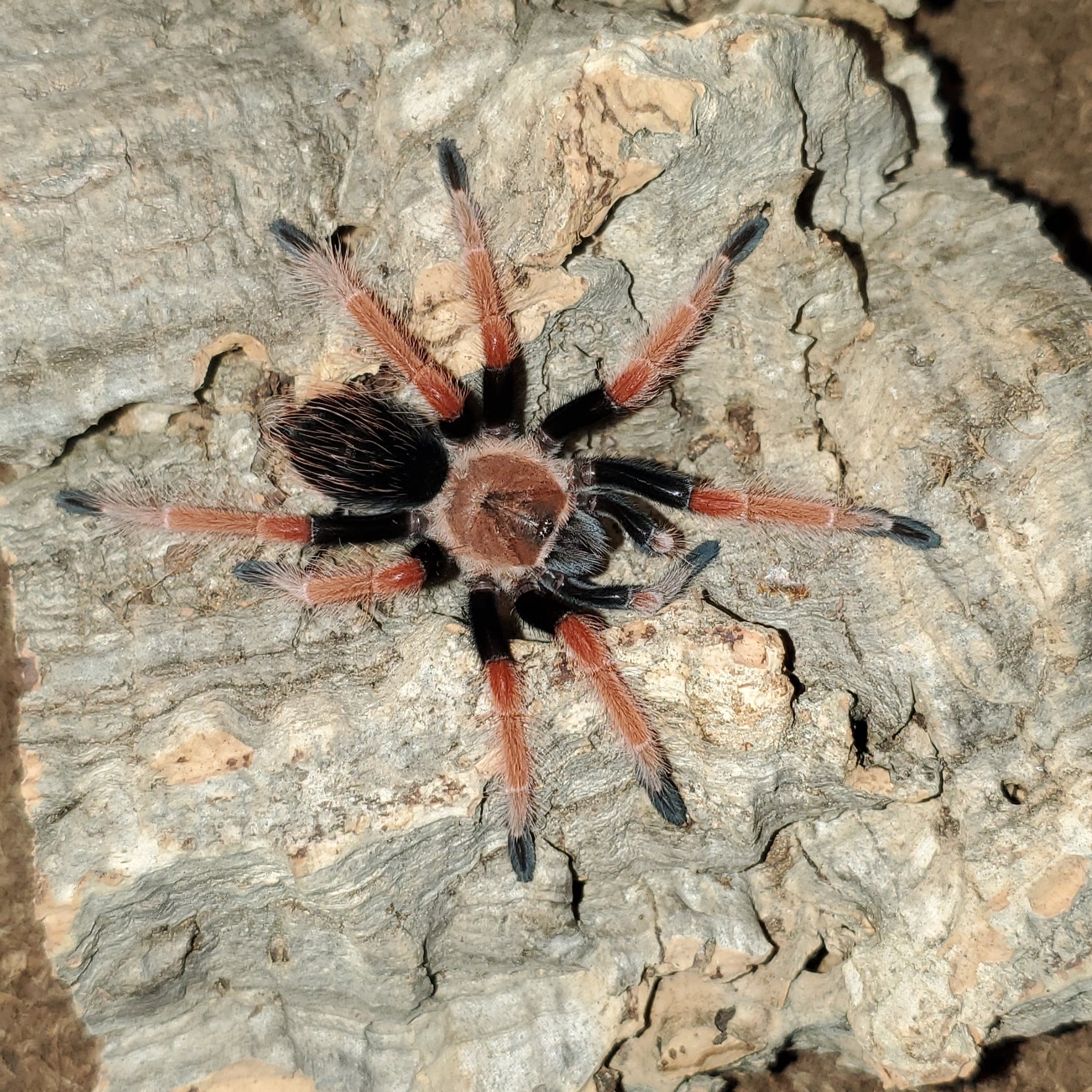 Tarantulas – Page 2 – Vexotic Me