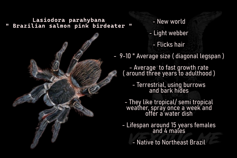 Lasiodora parahybana ( Brazilian salmon pink birdeater ) – Vexotic Me