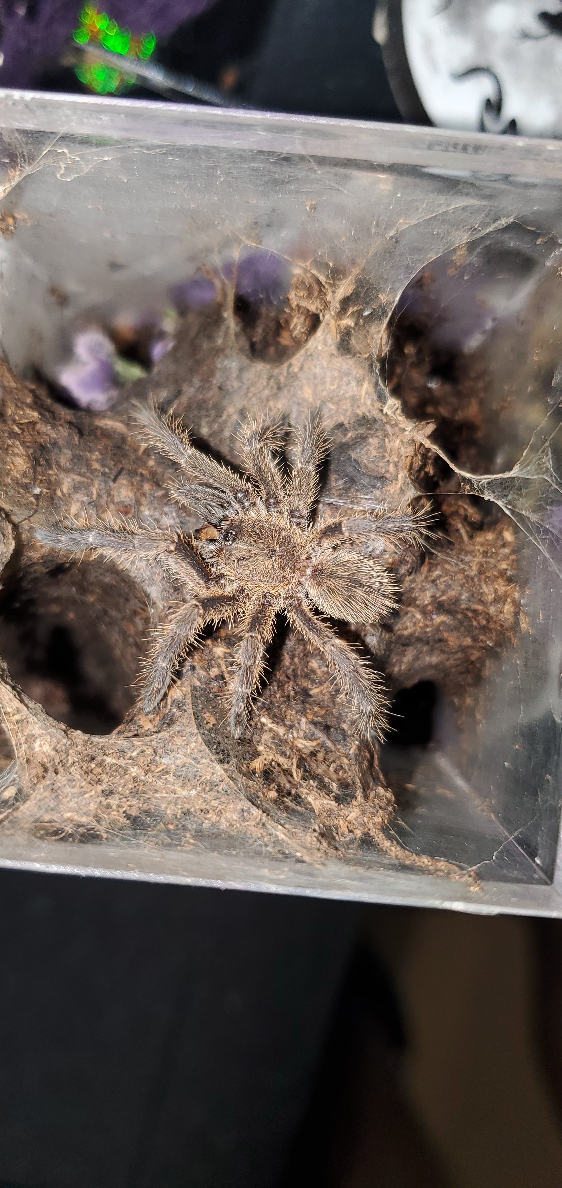 Cyriopagopus sp. Nhen Dep – Vexotic Me