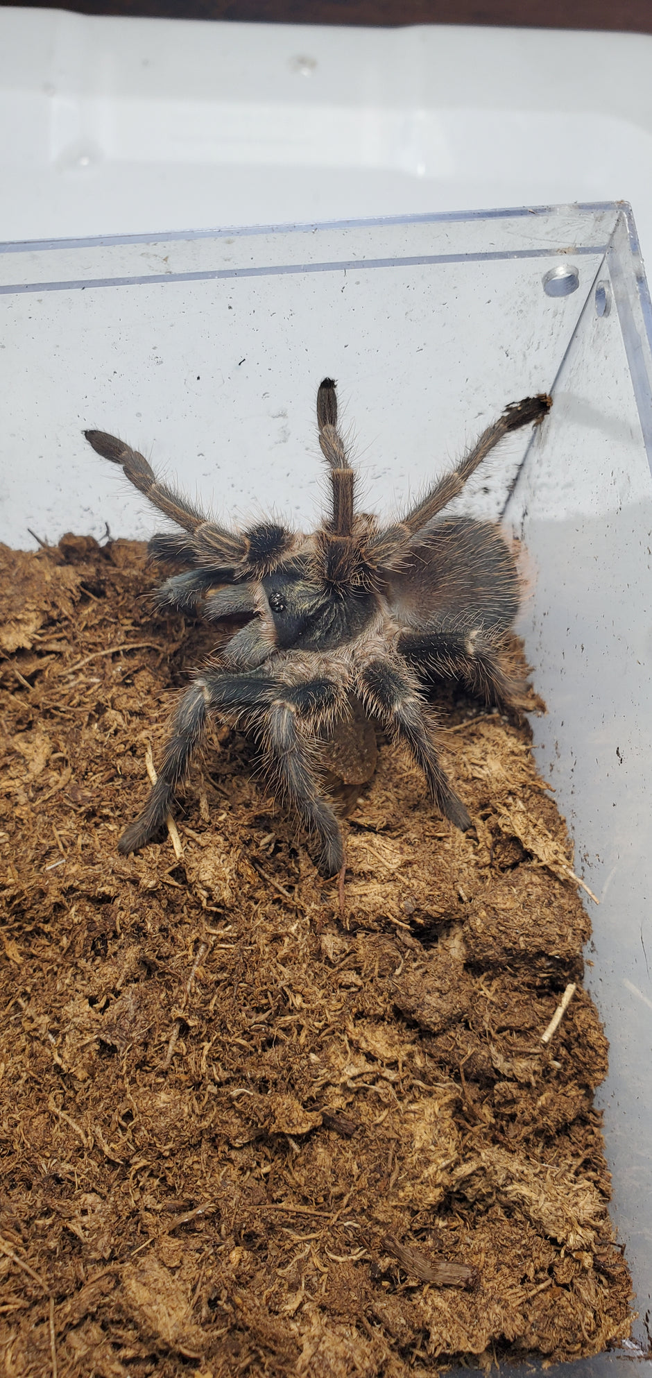 Tarantulas – Page 4 – Vexotic Me
